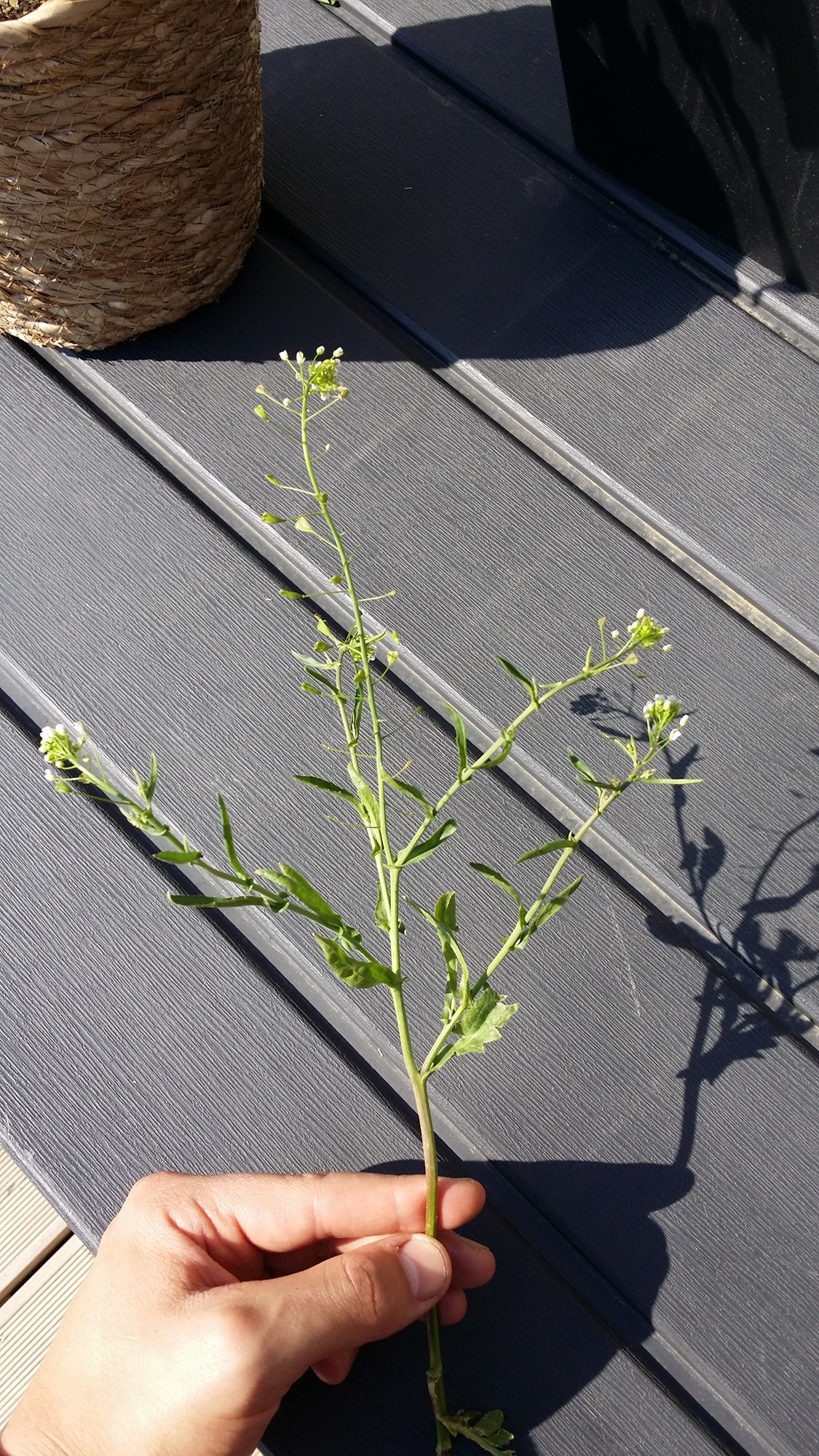 Hjelp! Hvilken type ugress/villblomst er dette? Giftig for barn ...