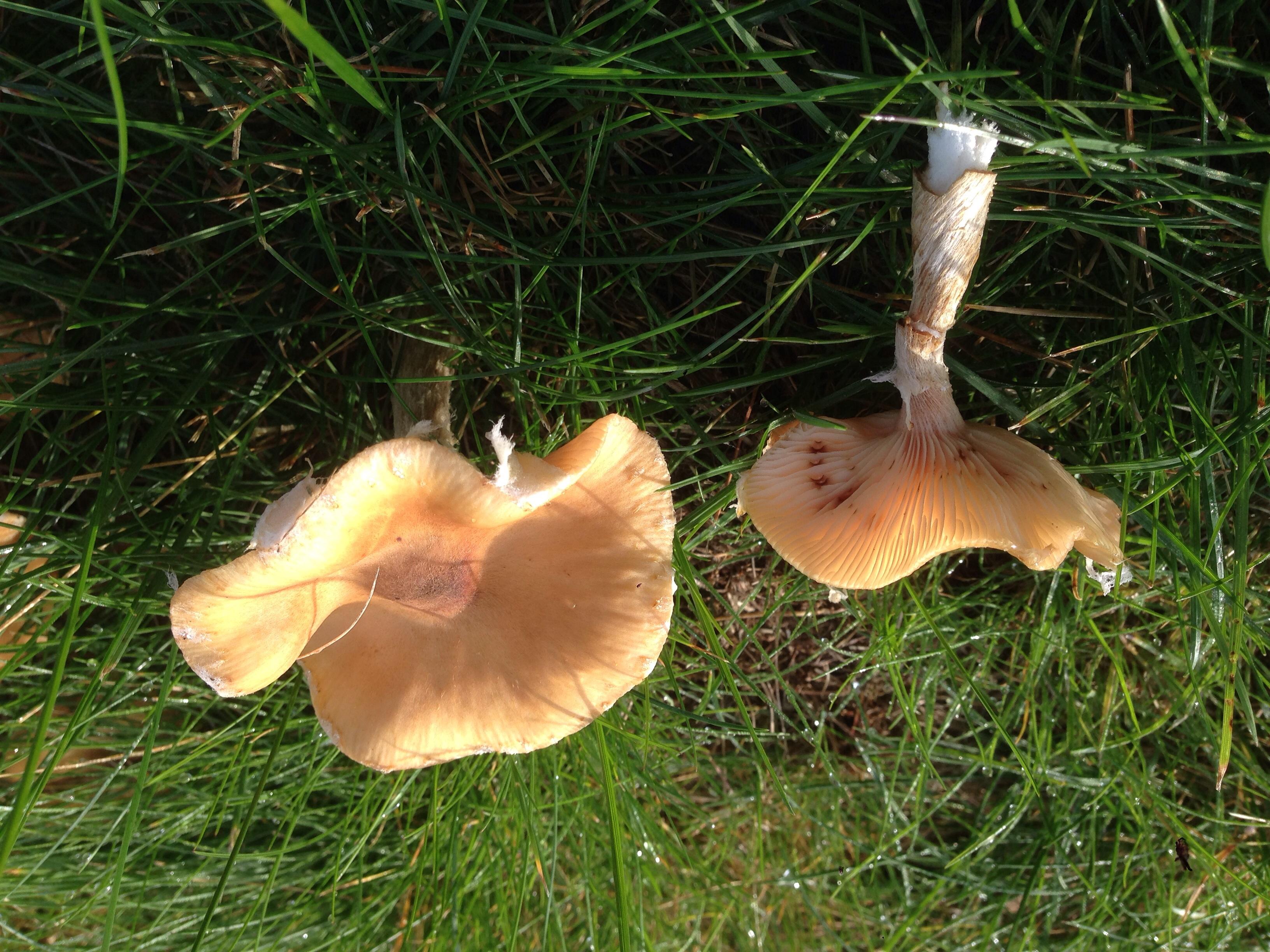 Spiselig sopp? - ByggeBolig