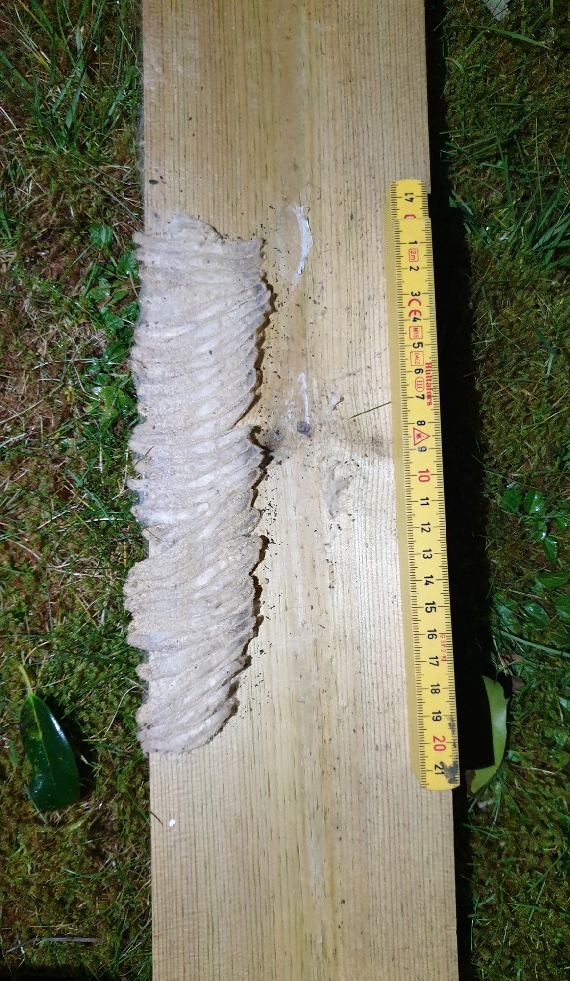 Hvilket dyr/insekt? - ByggeBolig