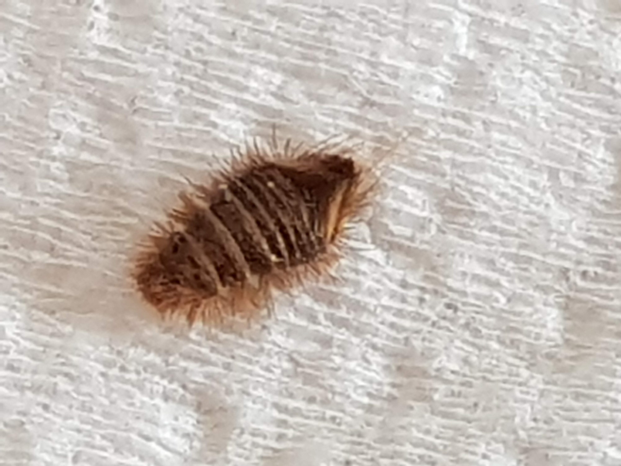 Hvilket insekt er dette? - ByggeBolig