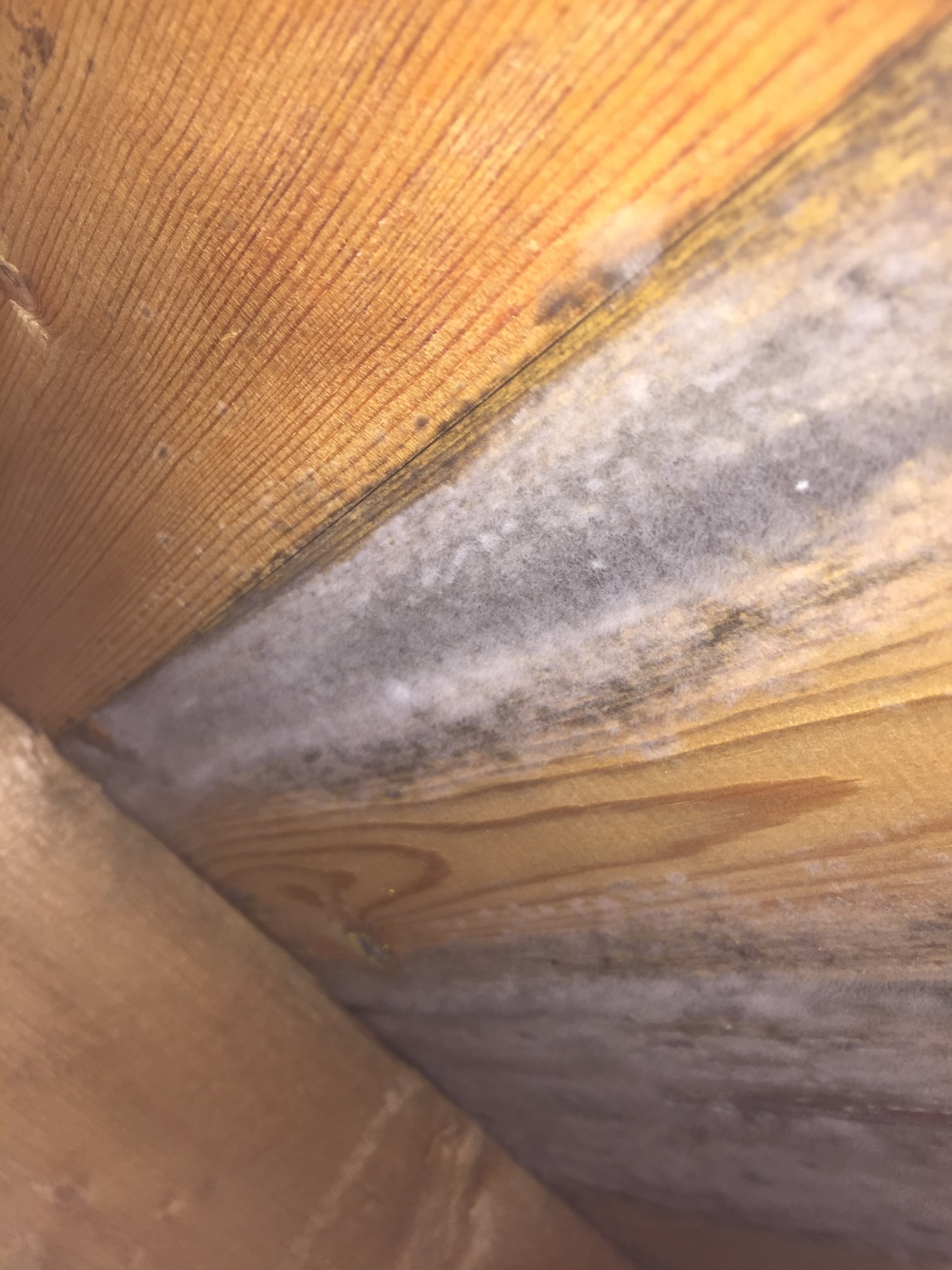 Mugg/sopp på kaldloft - ByggeBolig