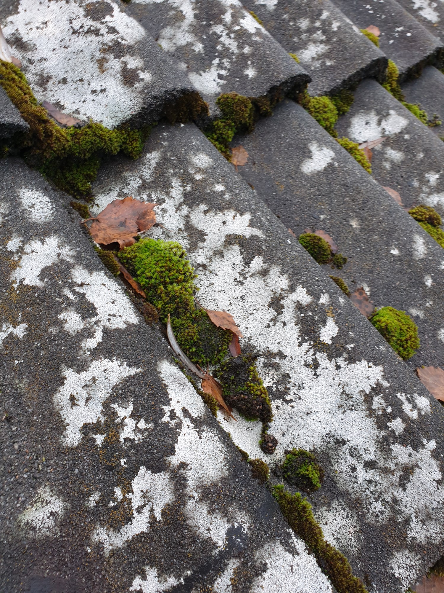 Fjerne groe på takstein - ByggeBolig