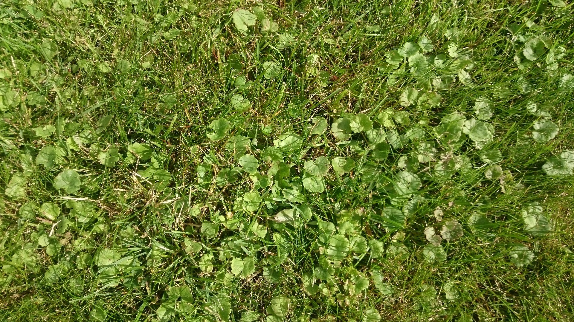 Identifisering av ugress - ByggeBolig